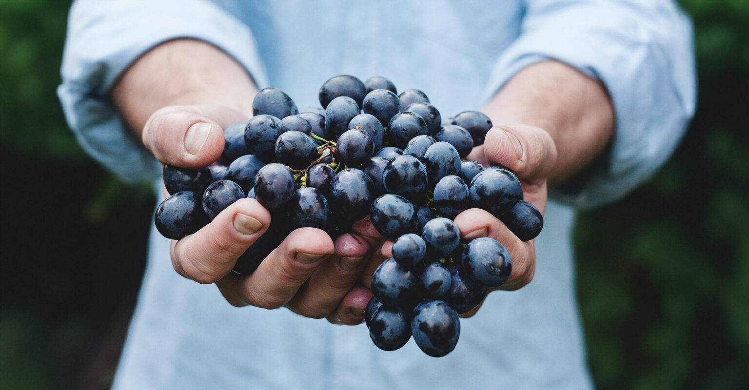 The Grape Skin’s Secret Role in Wine Flavour